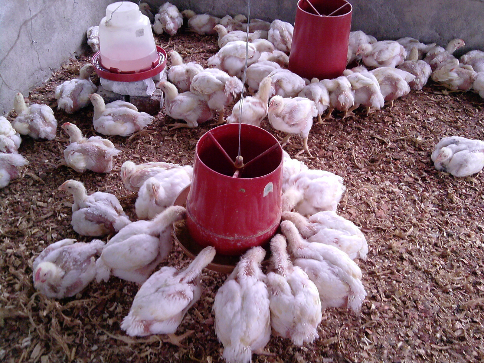 CRIADOR DE POLLOS DE ENGORDE